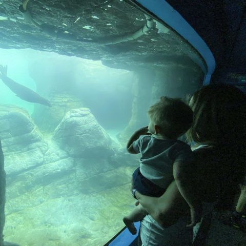 The Indianapolis Zoo is a wildlife habitat in your own backyard. - Life ...