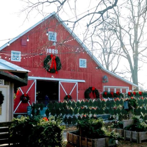 Top 10 Places to Buy a Christmas Tree in Central Indiana - Life In Indy